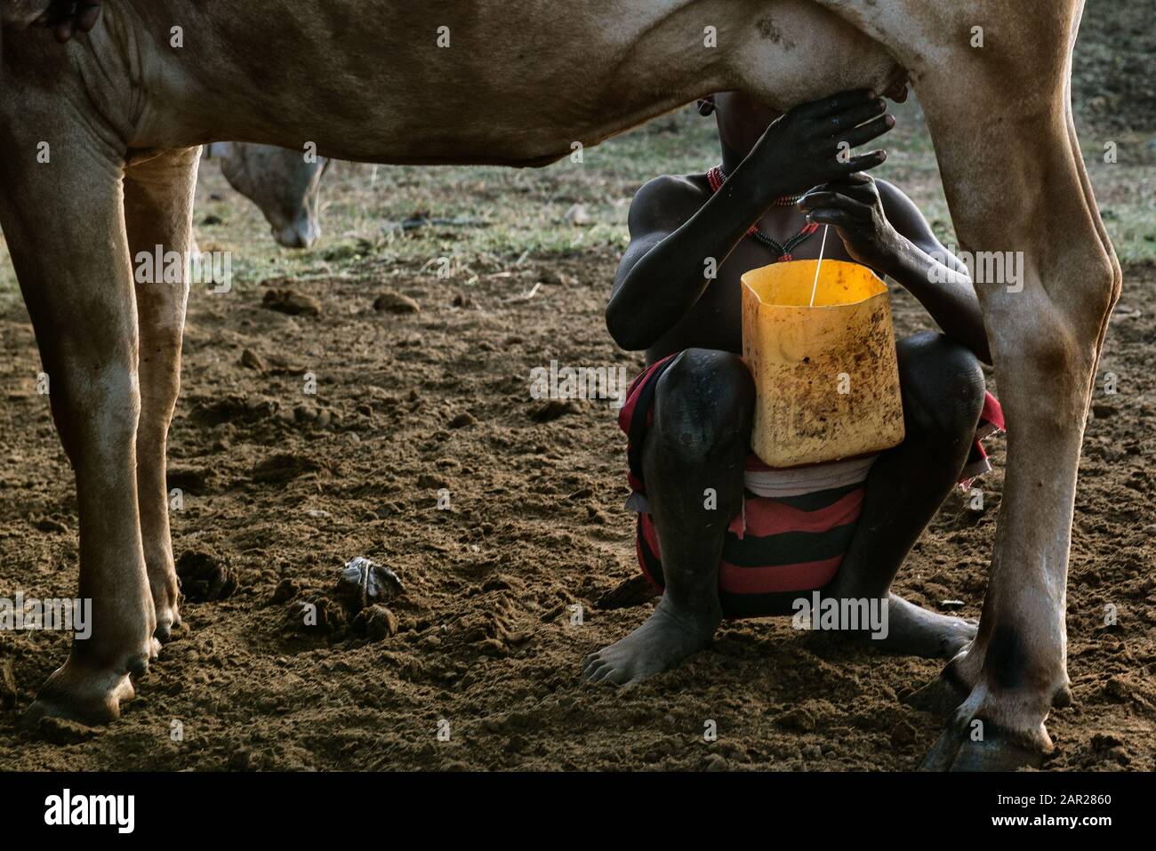 Hammer Tribe Village at Omo Valley, Konso, South of Ethiopia Milking ...