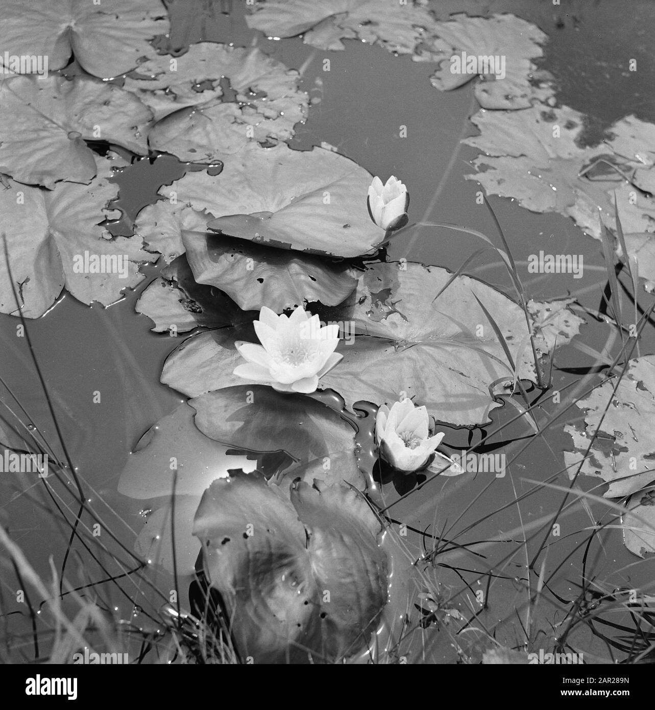 plants, flowering, locks, water lily Date: August 1957 Keywords ...