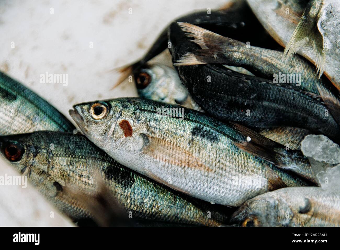 Various fresh sea fishes on ice at market stall. Top view Stock Photo ...