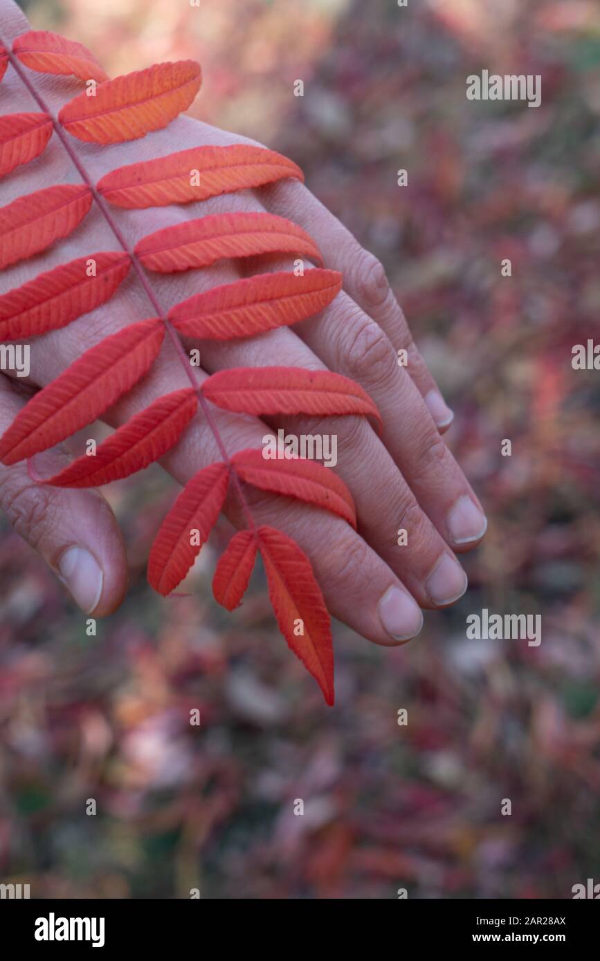 dancer hand, Red leaves of a plant along the hand Stock Photo - Alamy