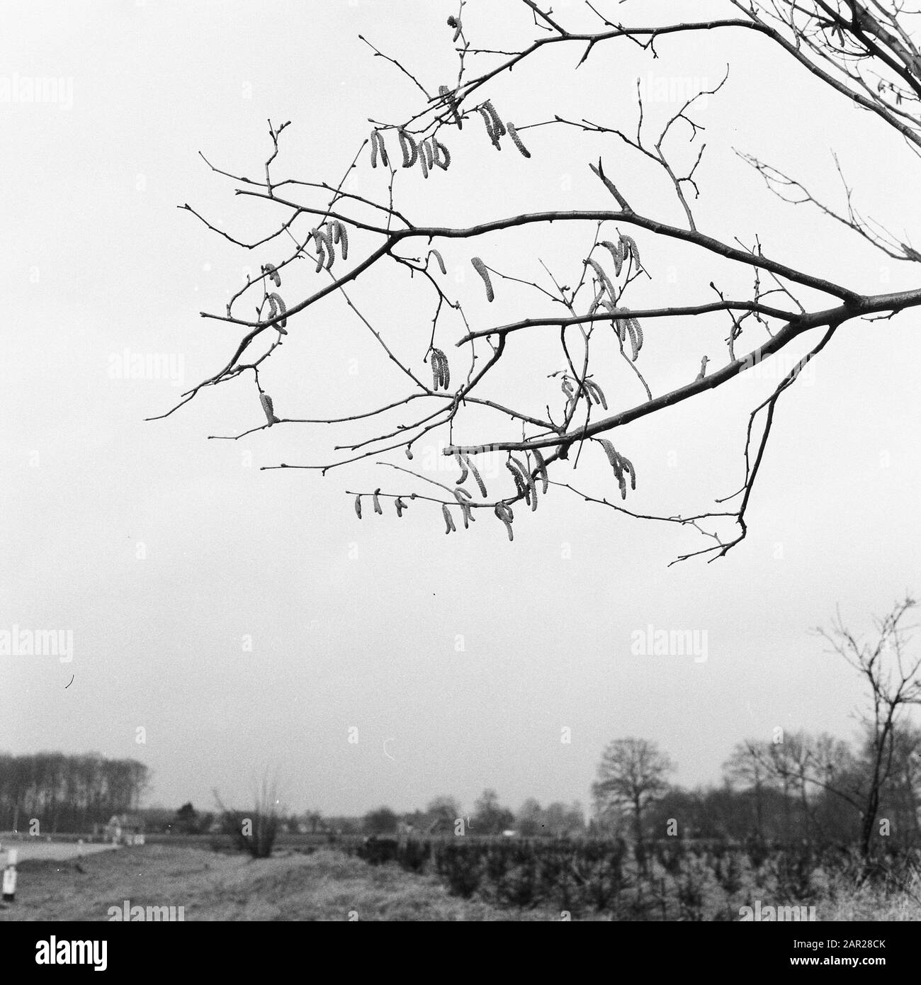 mixed plantations, hazel Date: March 1962 Keywords: mixed plantings ...