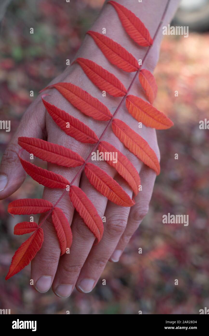 dancer hand, Red leaves of a plant along the hand Stock Photo - Alamy