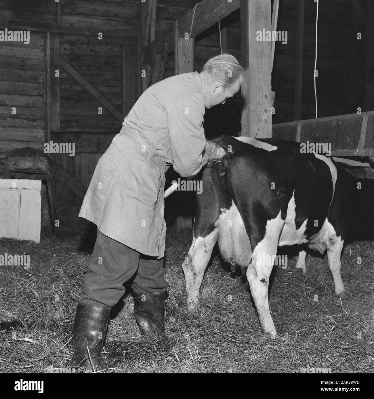 Barns and cows hi-res stock photography and images - Alamy