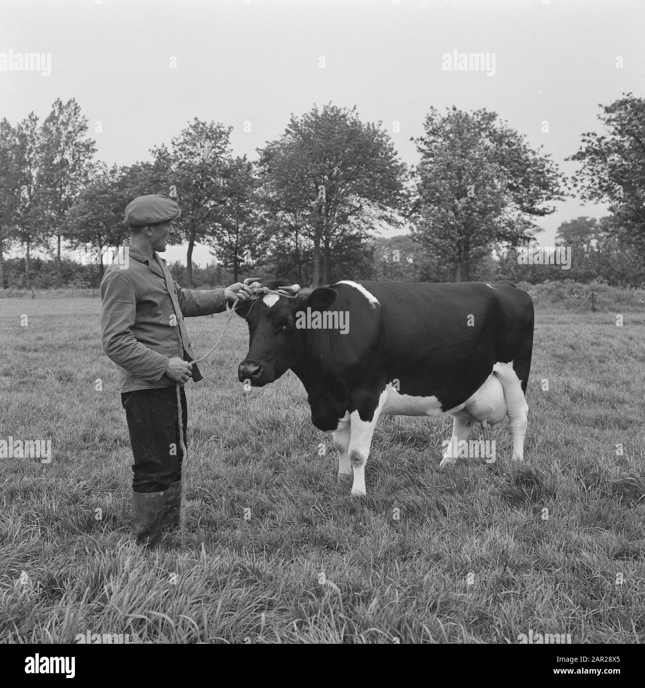 mining, cattle, peat breeding, grassland, cows, men Date: 1968 Location ...