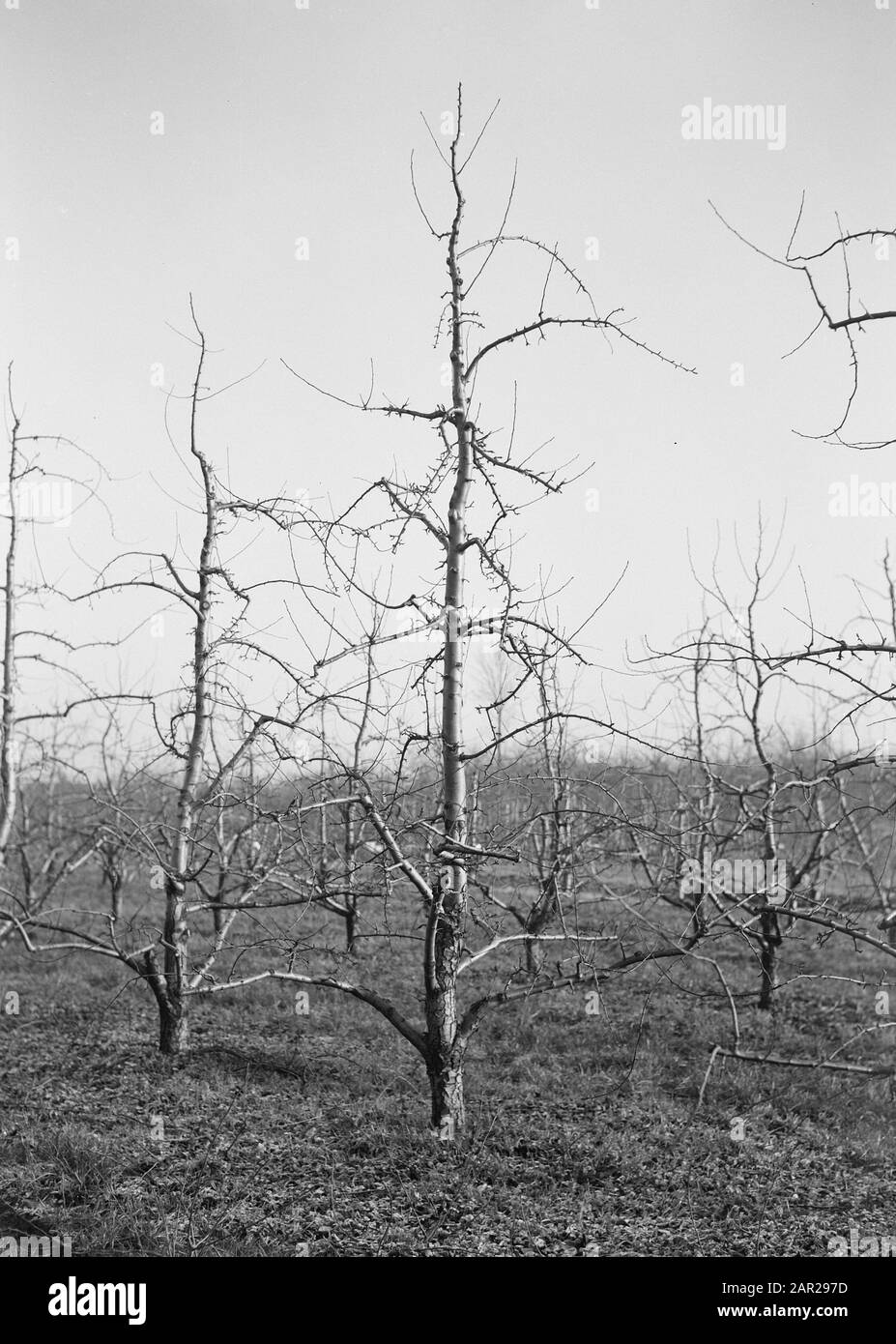 Pear tree person planting hi-res stock photography and images - Alamy
