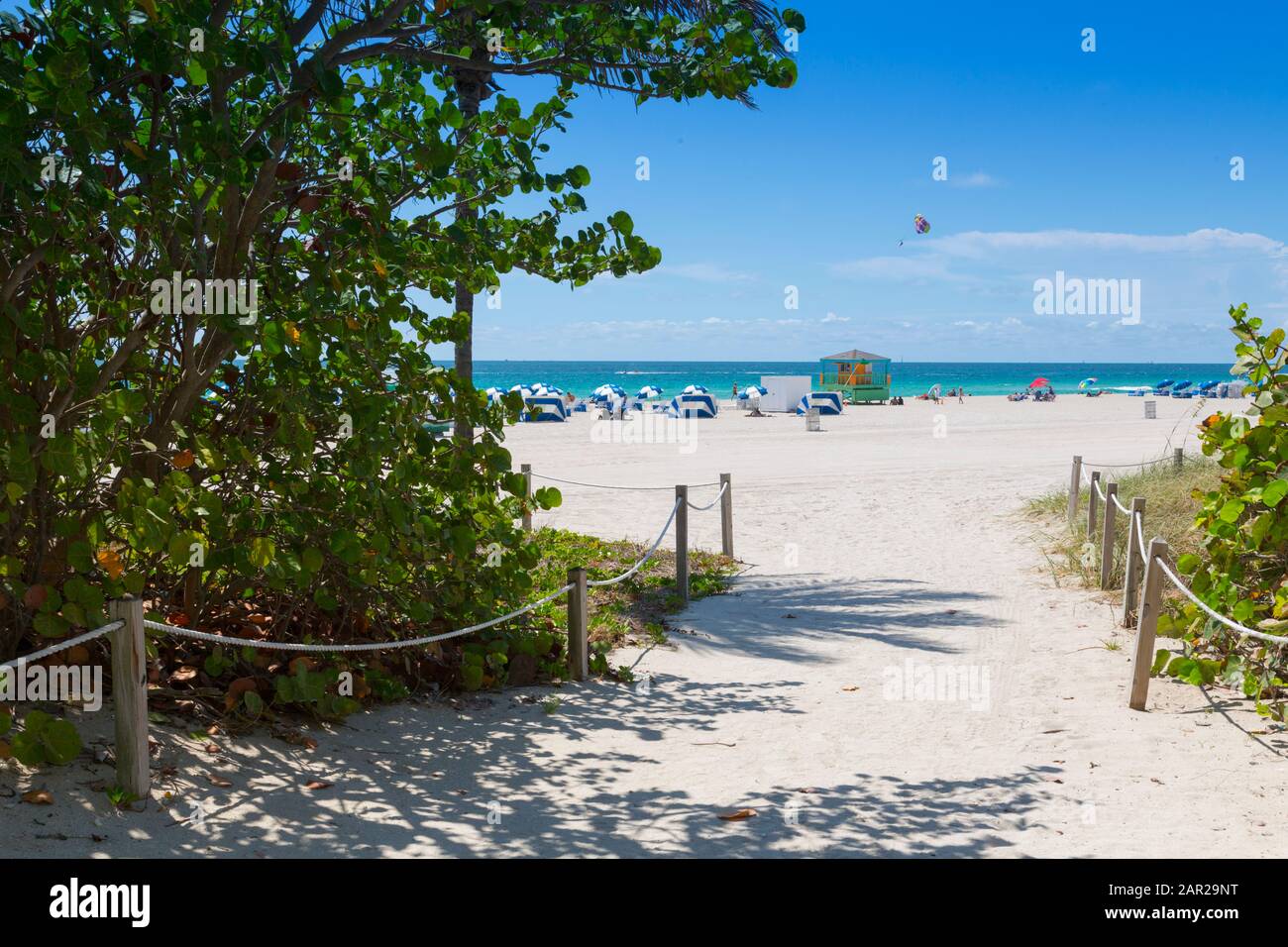 Beach walk and palm trees on South Beach, Miami Beach, Miami, Florida ...