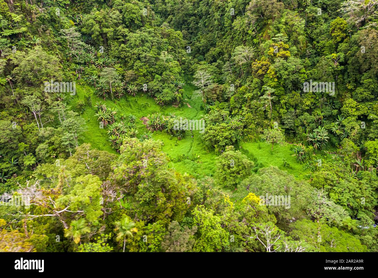 Jungle in Bougainville, Papua New Guinea Stock Photo - Alamy