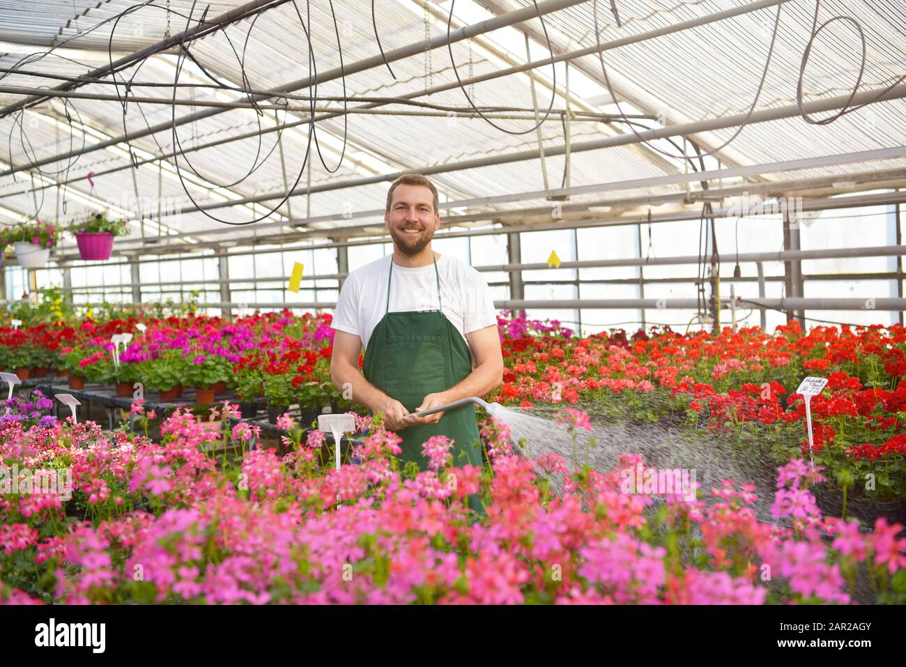 happy worker growing flowers in a greenhouse of a flower shop Stock ...