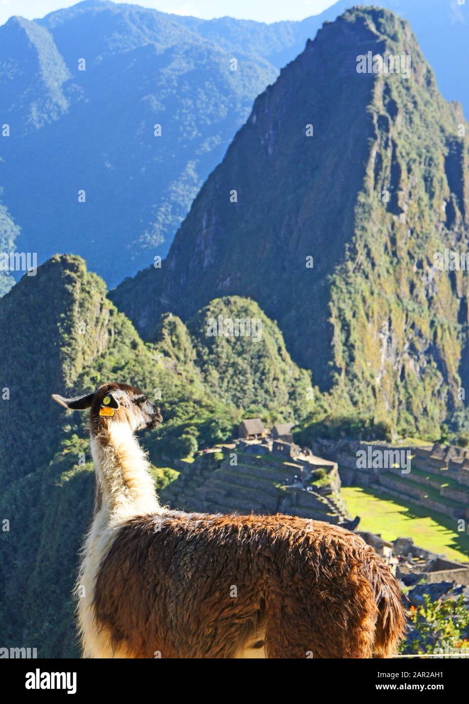 Llamas standing machu picchu hi-res stock photography and images - Alamy