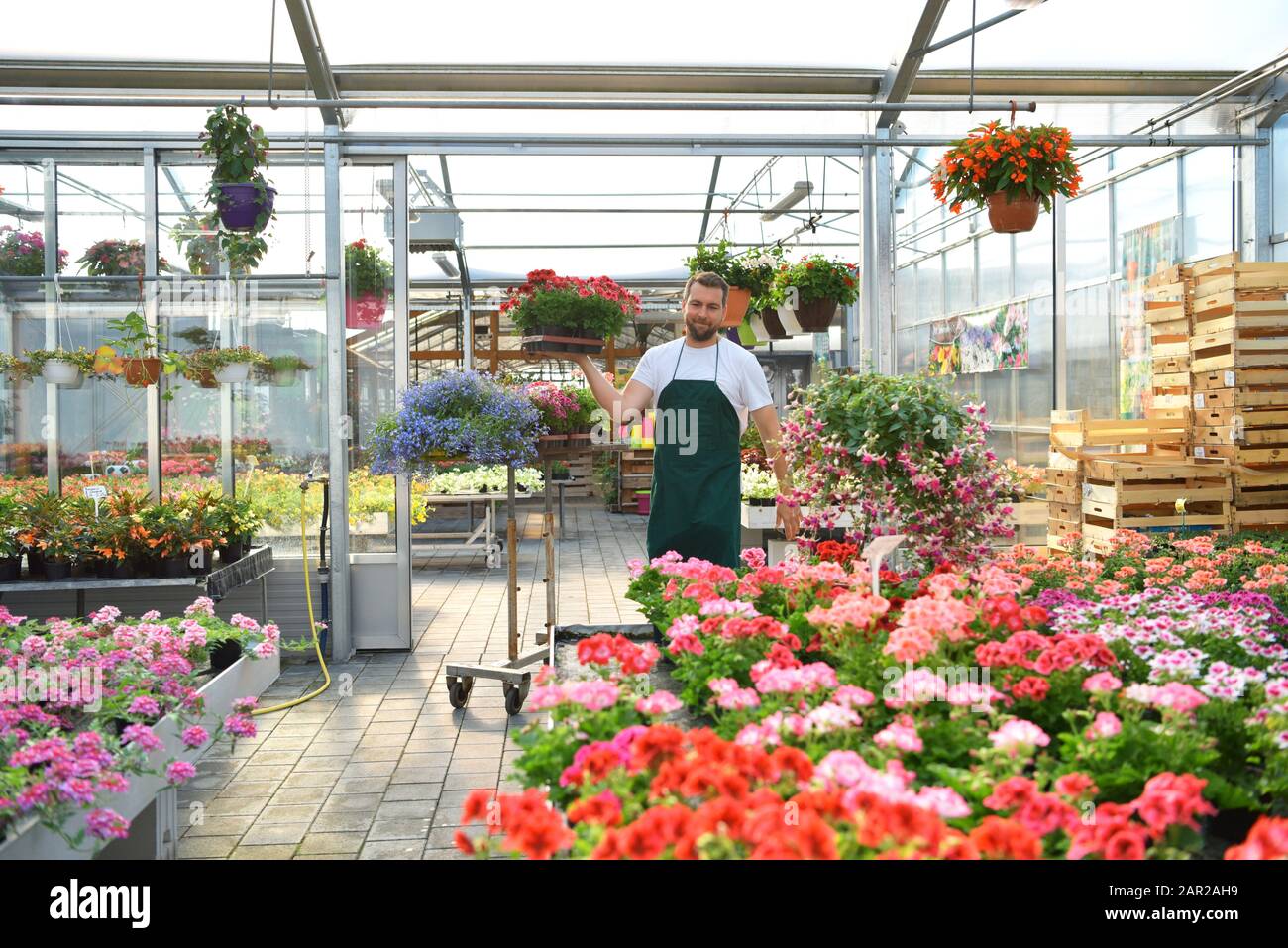 happy worker growing flowers in a greenhouse of a flower shop Stock ...