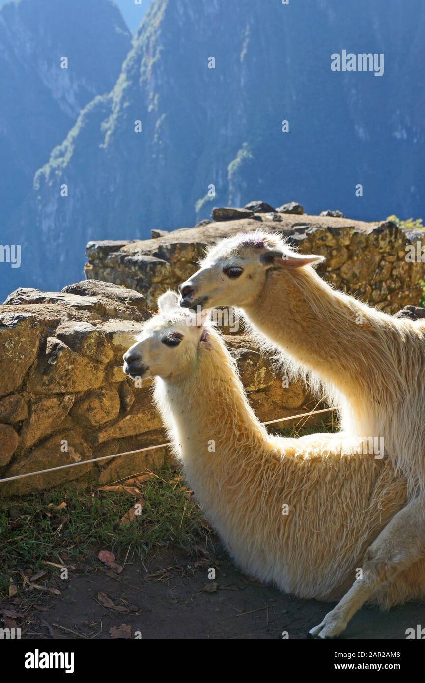 Llamas standing machu picchu hi-res stock photography and images - Alamy