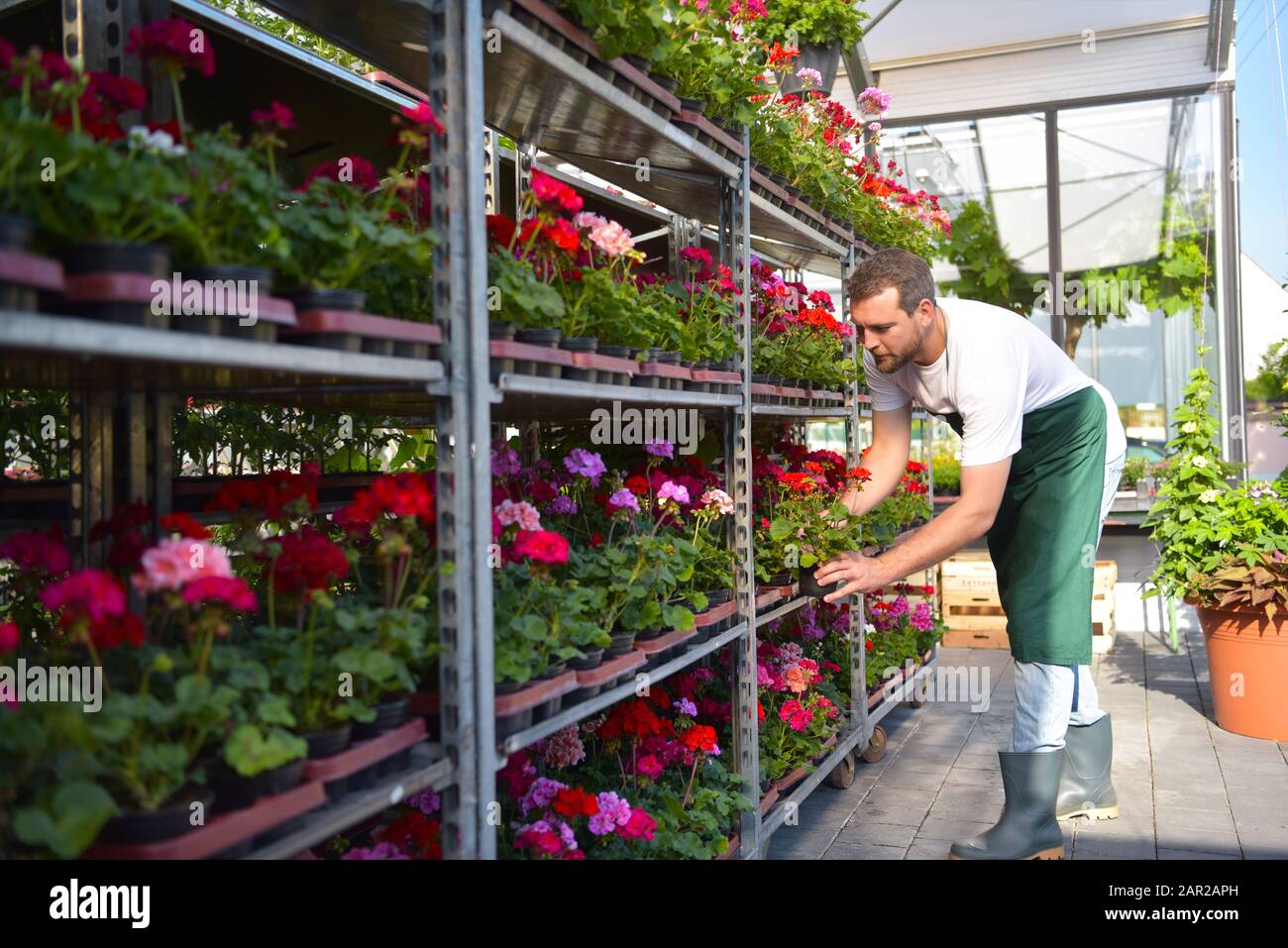 happy worker growing flowers in a greenhouse of a flower shop Stock ...