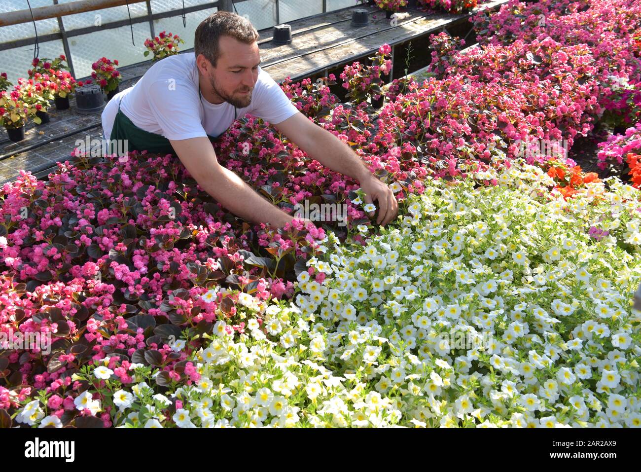 happy worker growing flowers in a greenhouse of a flower shop Stock ...