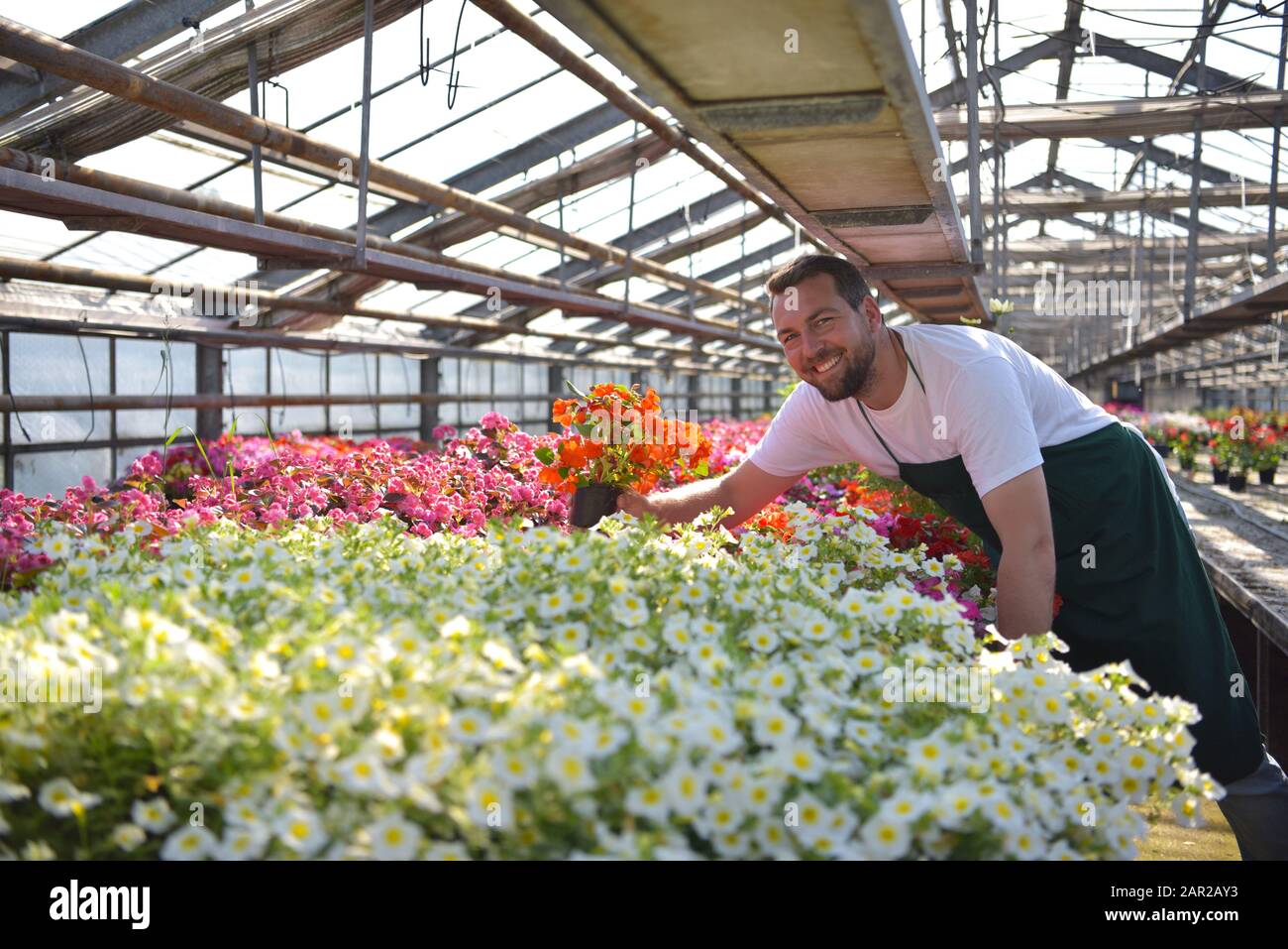 happy worker growing flowers in a greenhouse of a flower shop Stock ...
