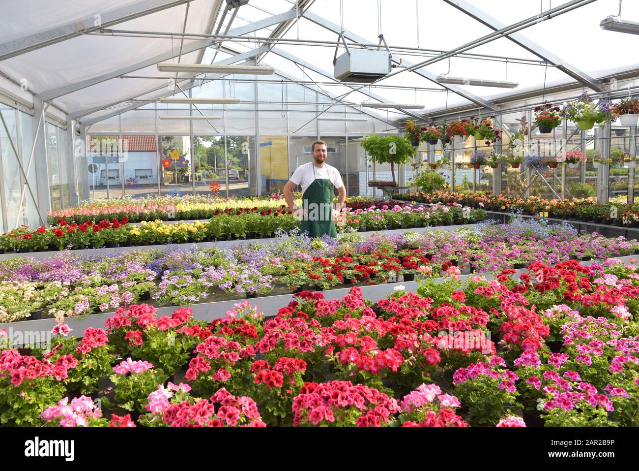 happy worker growing flowers in a greenhouse of a flower shop Stock ...