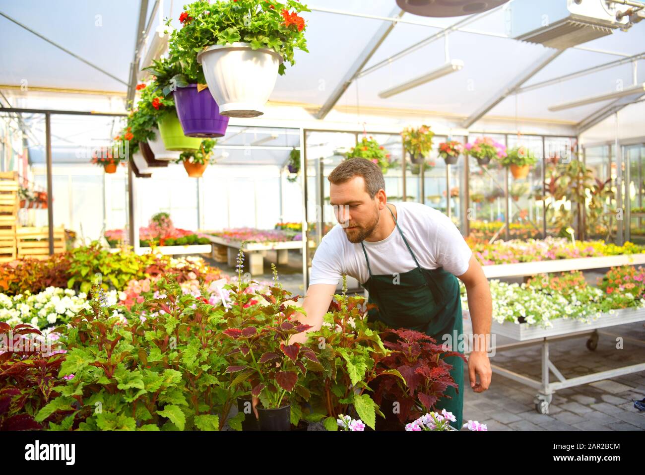 happy worker growing flowers in a greenhouse of a flower shop Stock ...