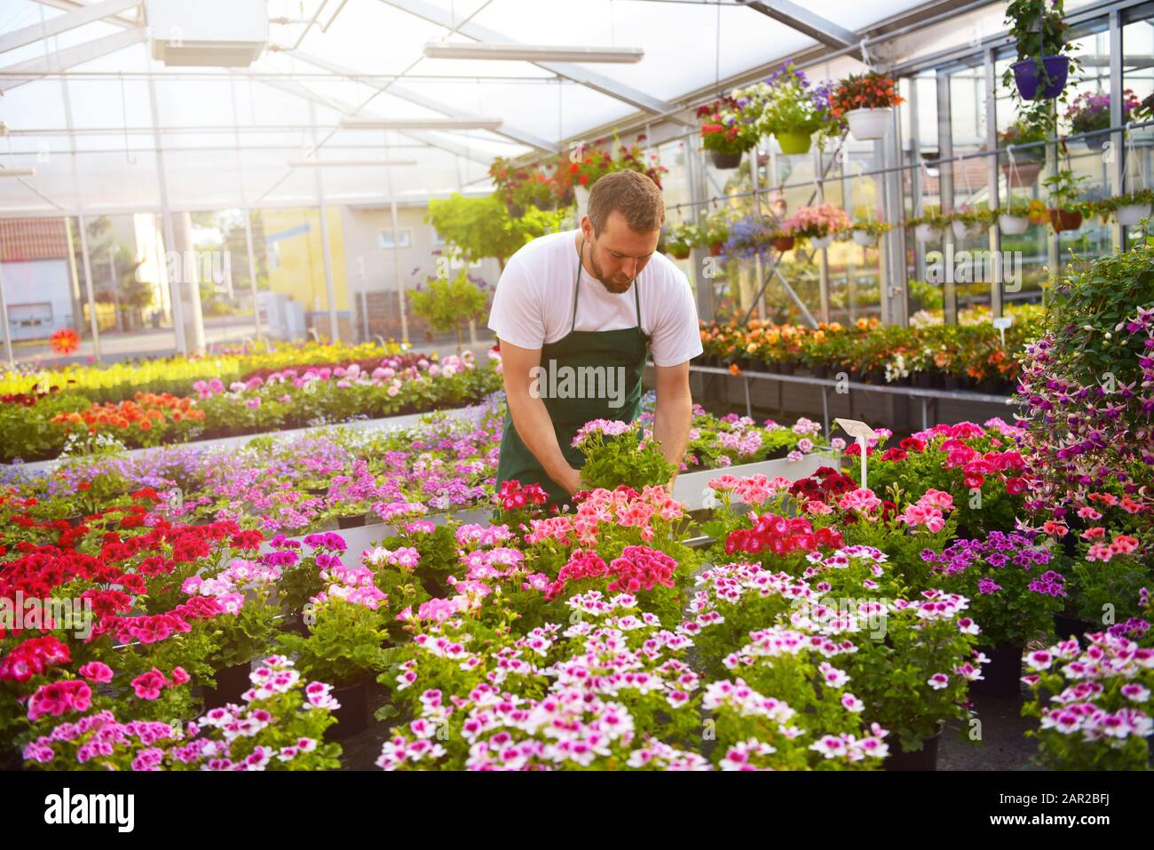 happy worker growing flowers in a greenhouse of a flower shop Stock ...