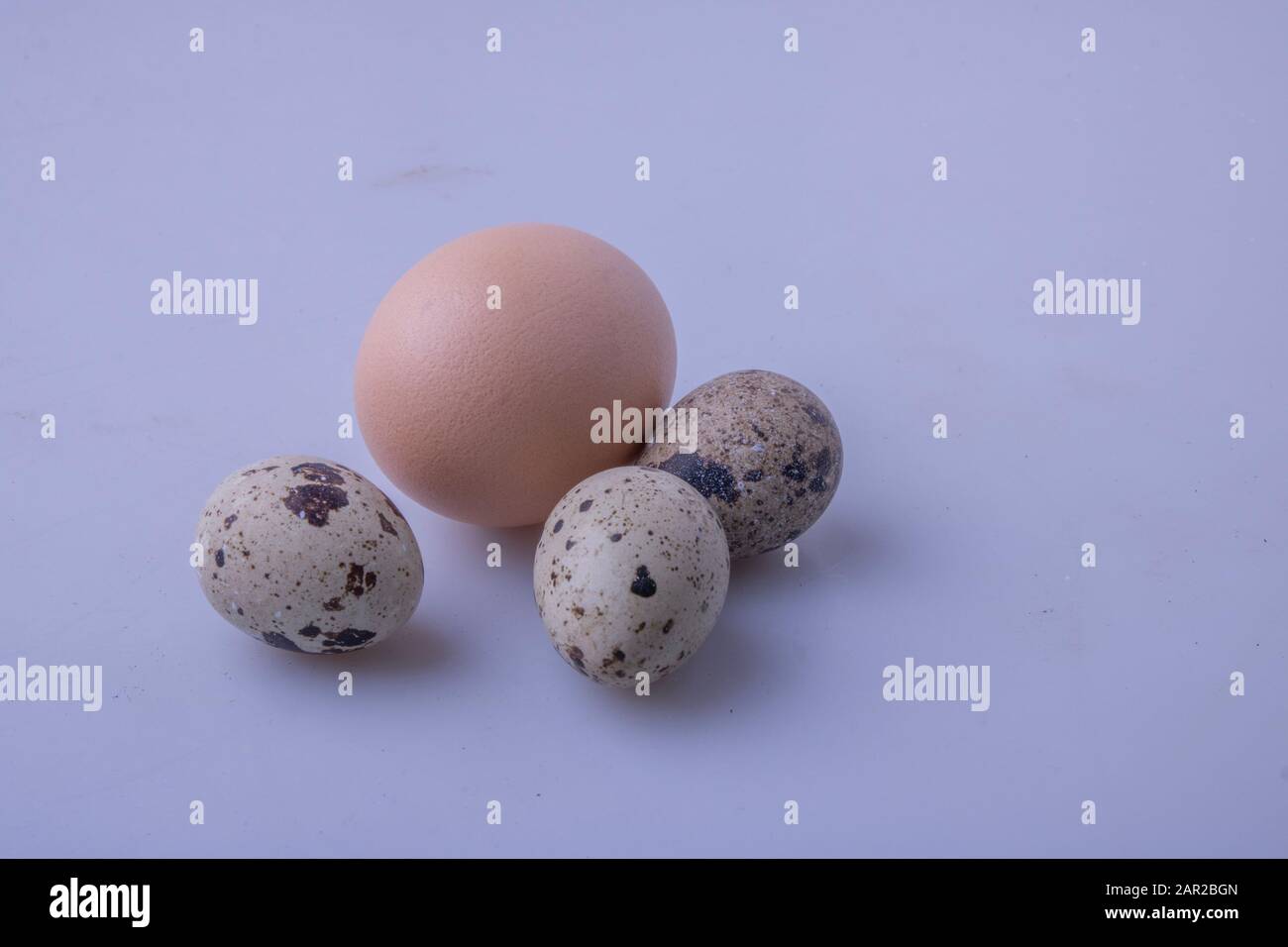 Bird eggs are a common food and one of the most versatile ingredients ...