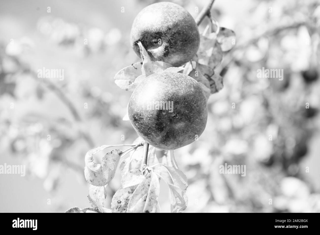 Time For Harvesting Organic Apple Crops Farm Or Garden Autumn