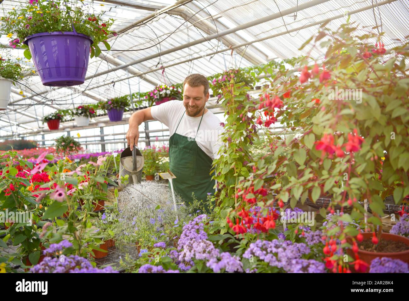 happy worker growing flowers in a greenhouse of a flower shop Stock ...