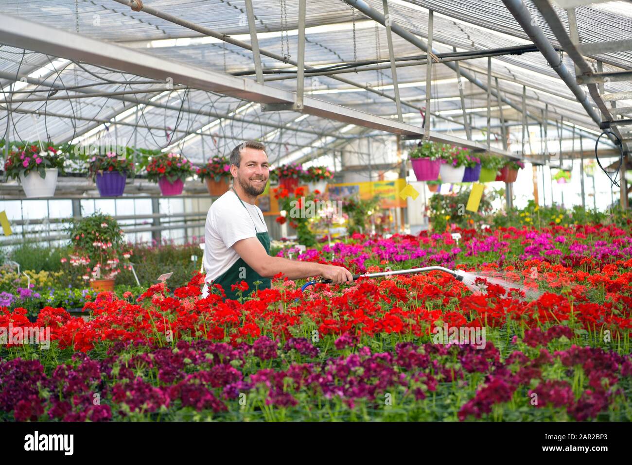 happy worker growing flowers in a greenhouse of a flower shop Stock ...