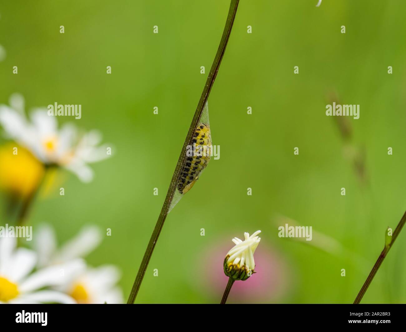 Burnet Moth caterpillar spinning a cocoon on an ox-eye daisy stem Stock ...