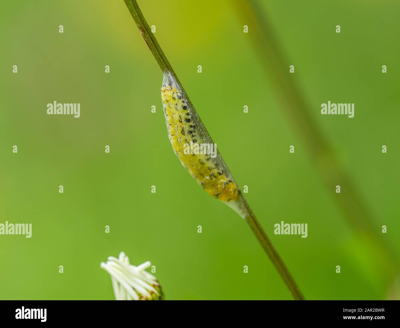 Burnet Moth caterpillar spinning a cocoon on an ox-eye daisy stem Stock ...