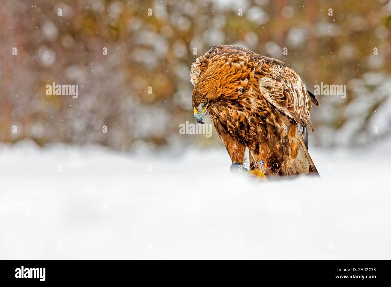Raised hackles hi-res stock photography and images - Alamy