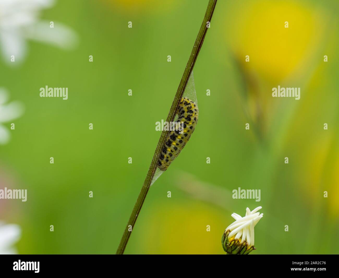 Burnet Moth caterpillar spinning a cocoon on an ox-eye daisy stem Stock ...
