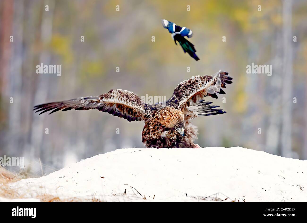 Raised hackles hi-res stock photography and images - Alamy