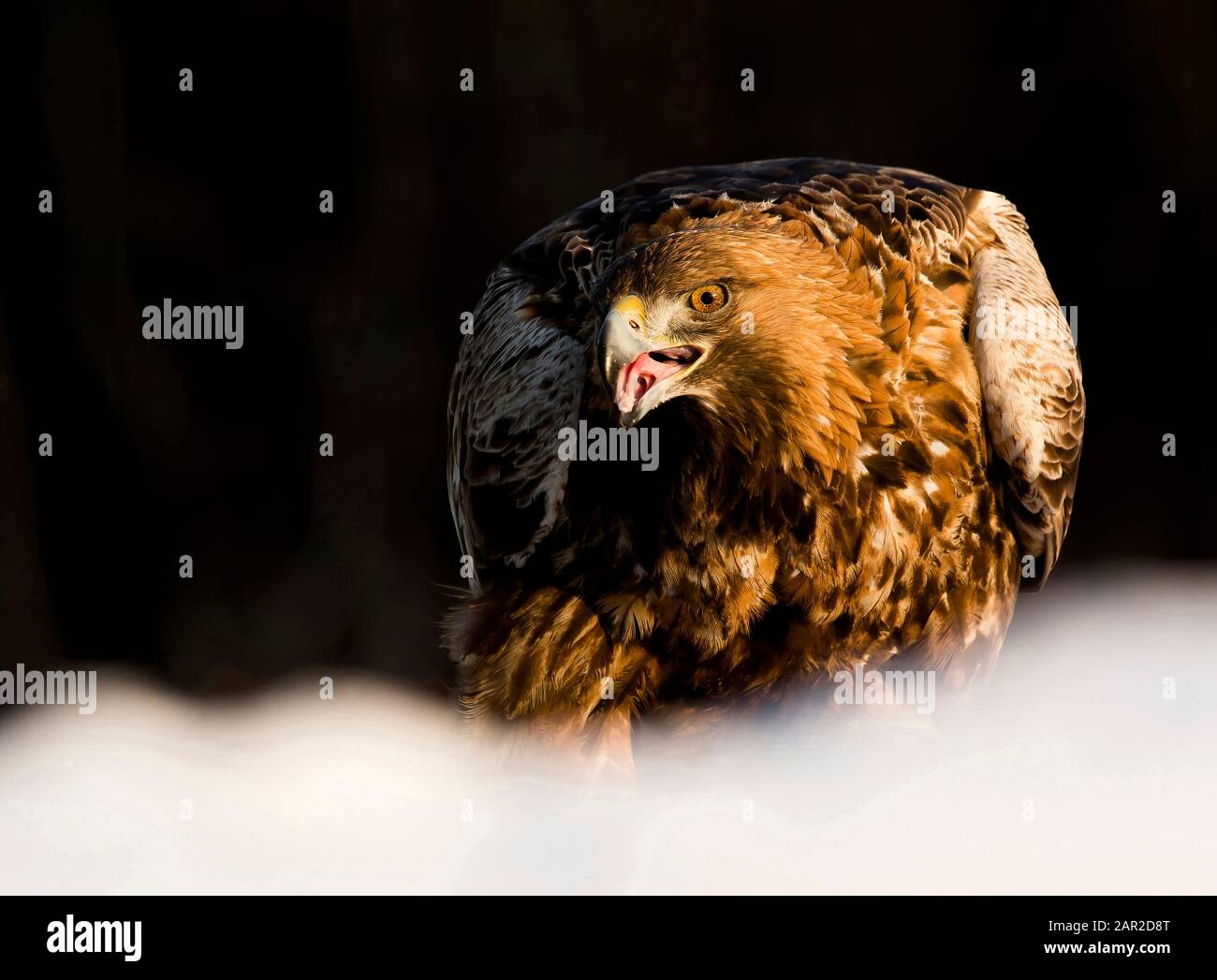 With hackles raised hi-res stock photography and images - Alamy