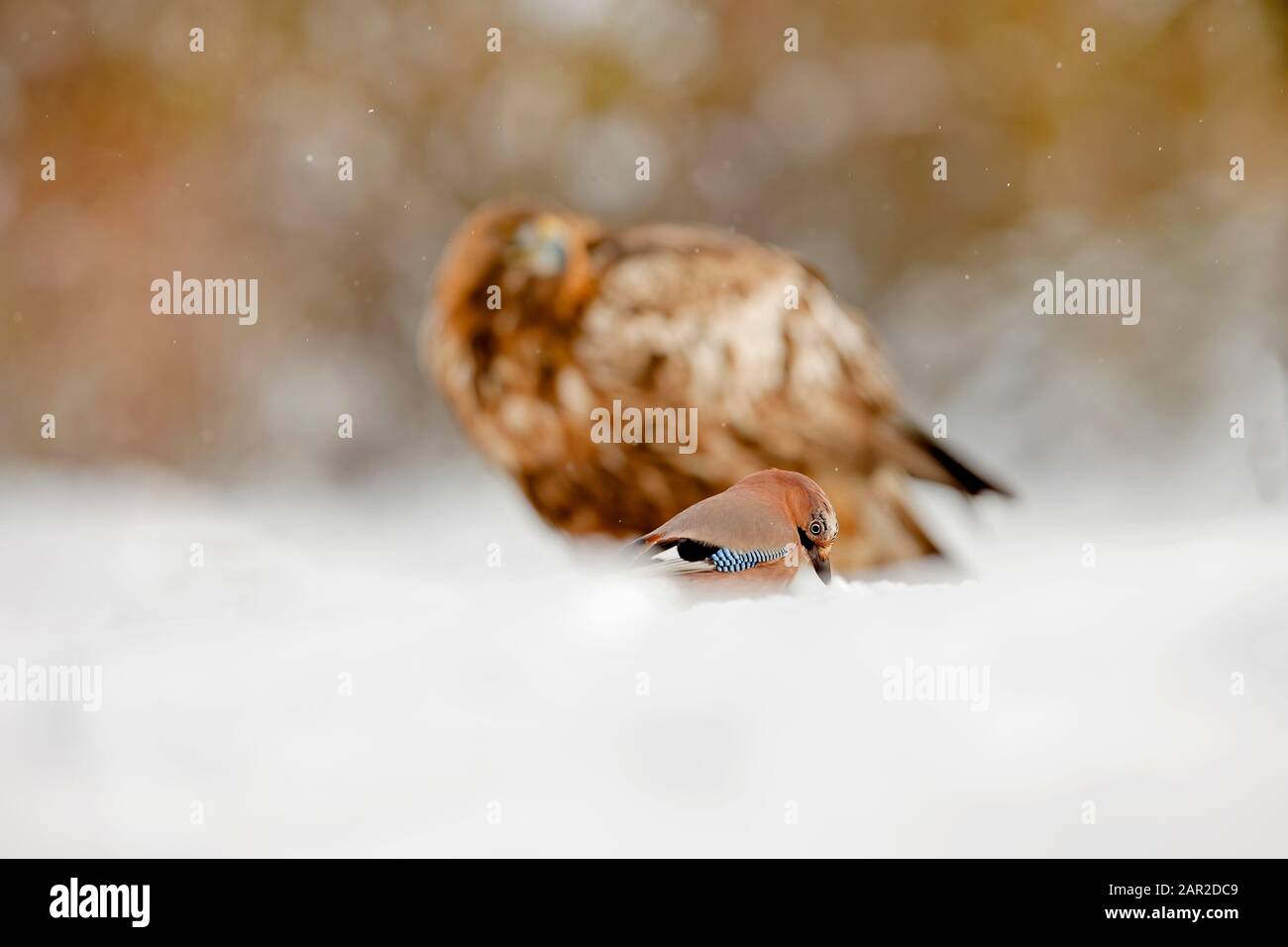 Raised hackles hi-res stock photography and images - Alamy