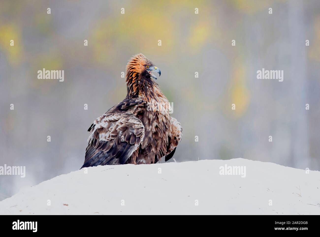 Raised hackles hi-res stock photography and images - Alamy