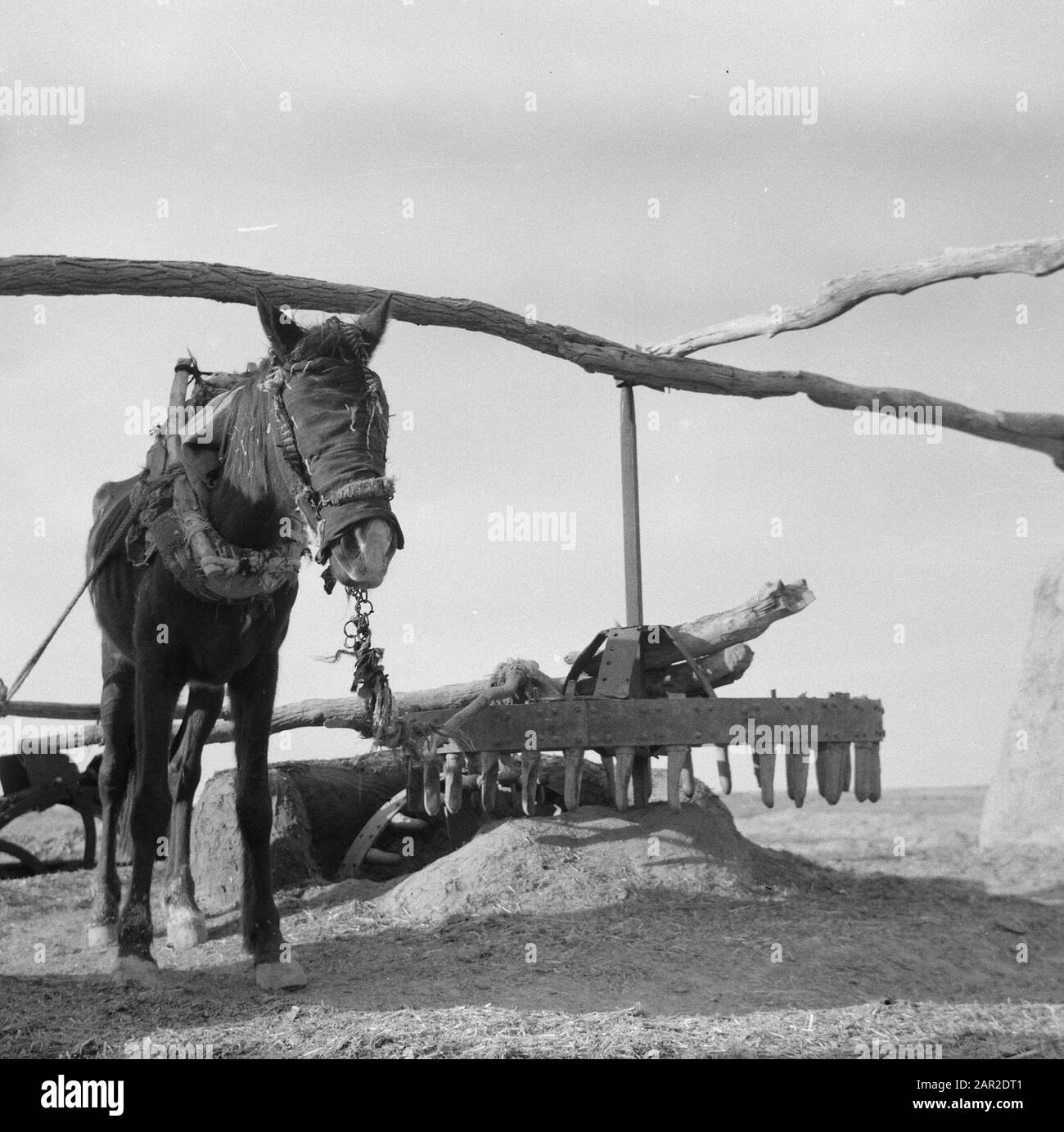 irrigation pumps, animals, donkeys Date: undated Keywords: animals ...