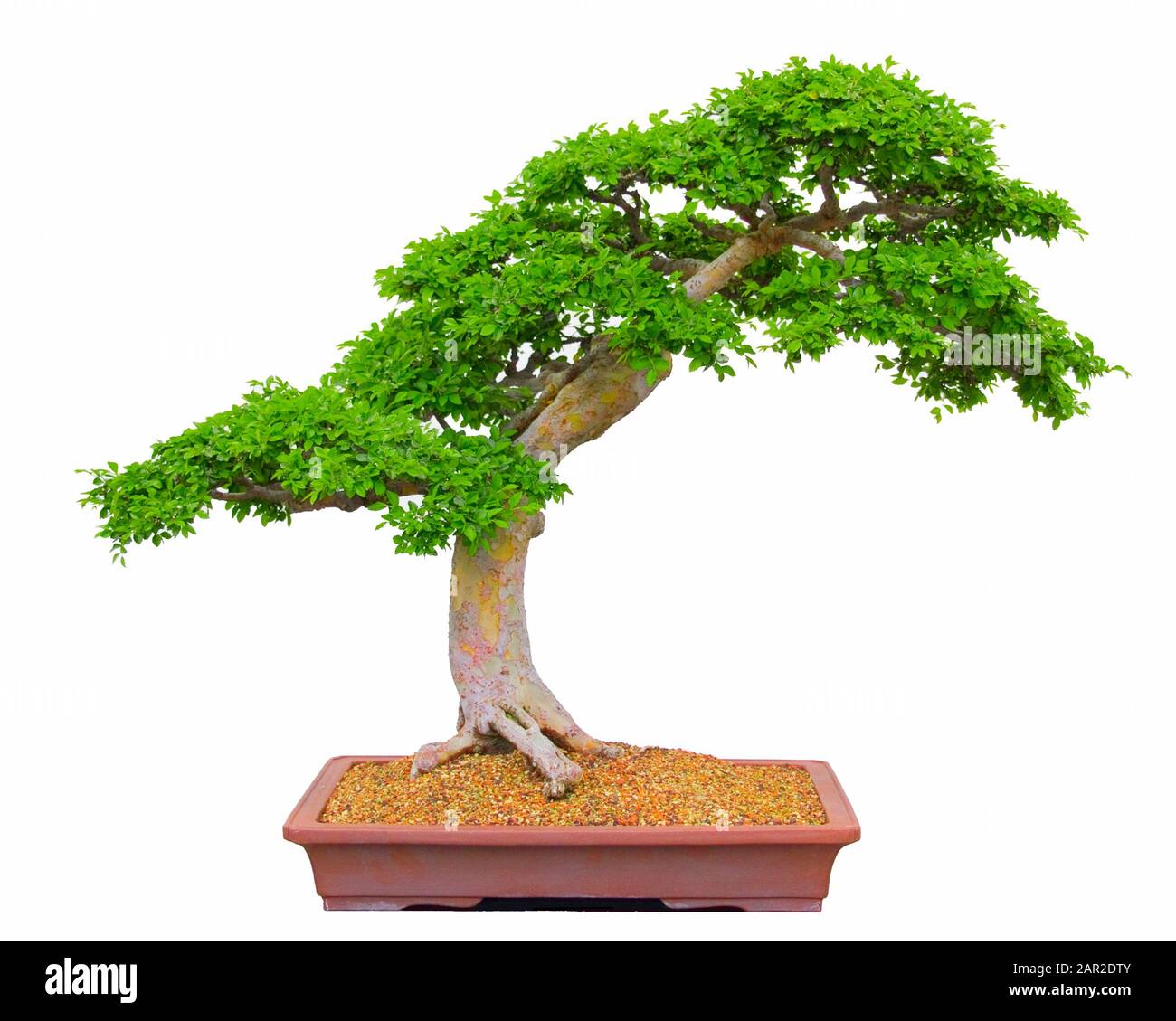 Miniature bonsai tree isolated on a white background Stock Photo - Alamy