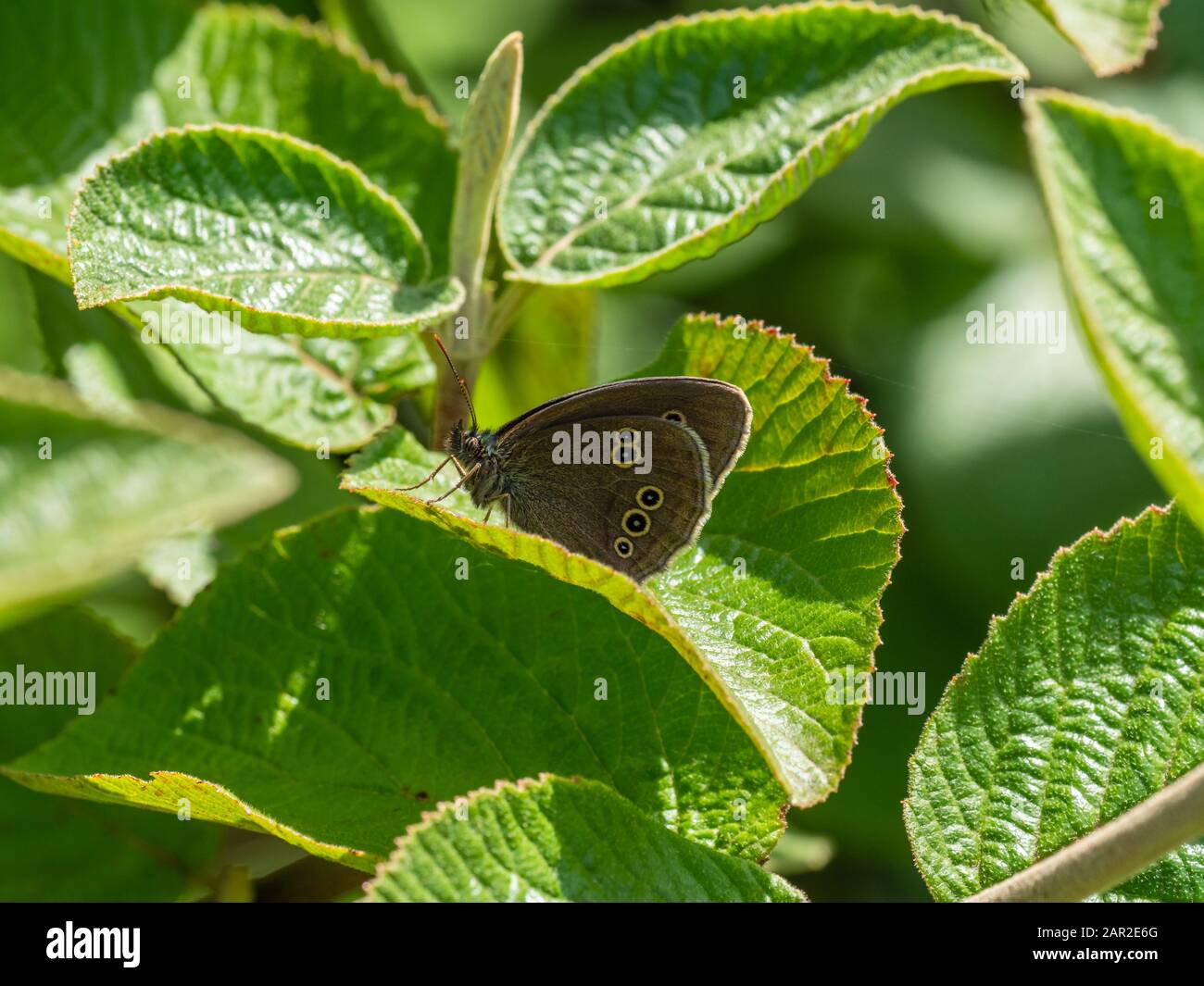 Ringlet Butterfly ( Aphantopus hyperantus ) perched on a leaf Stock ...