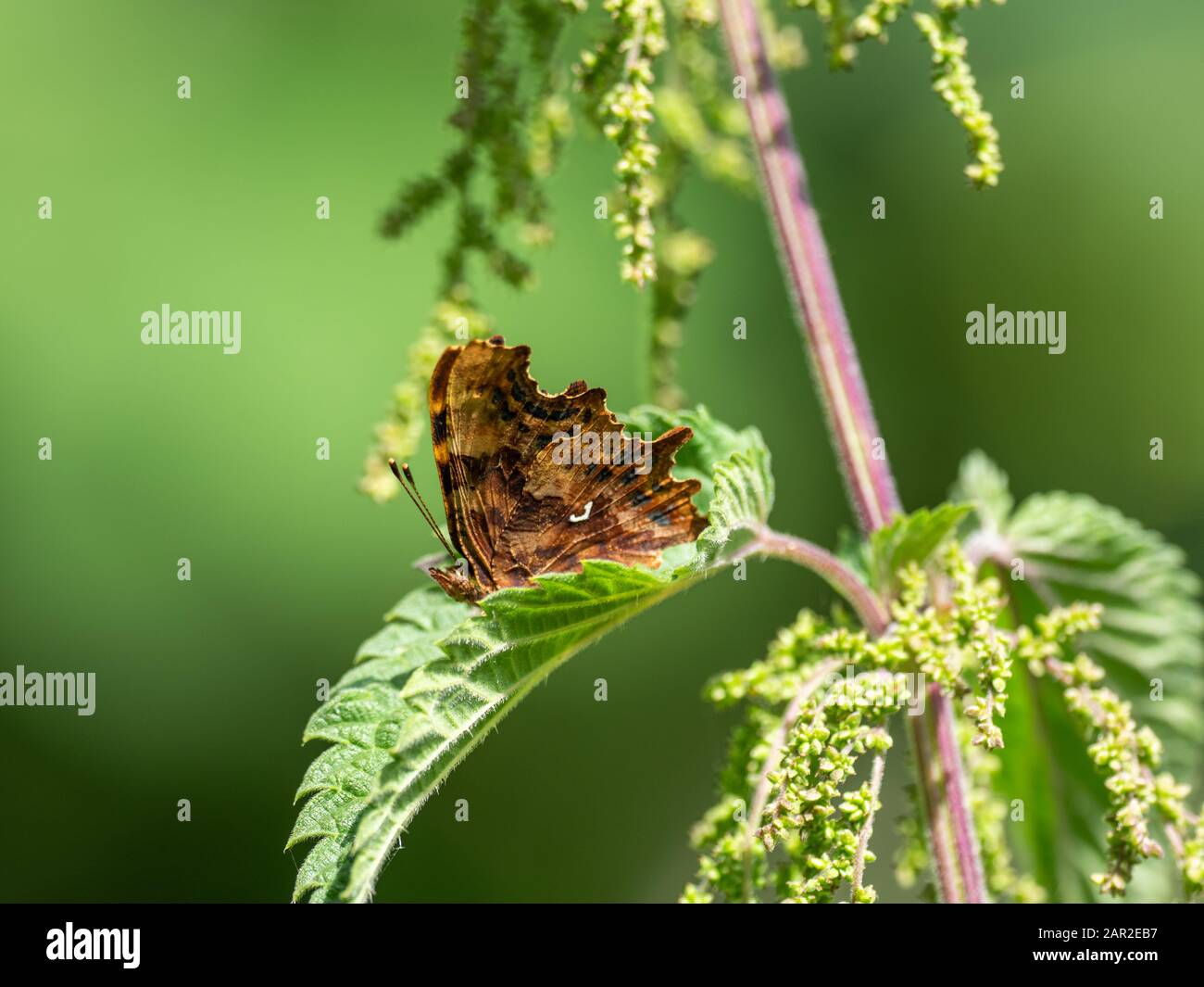 Comma Butterfly ( Polygonia c-album ) on a stinging Nettle Stock Photo ...