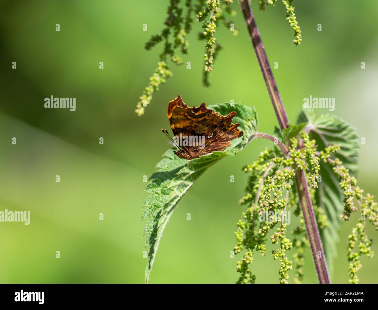 Comma Butterfly ( Polygonia c-album ) on a stinging Nettle Stock Photo ...