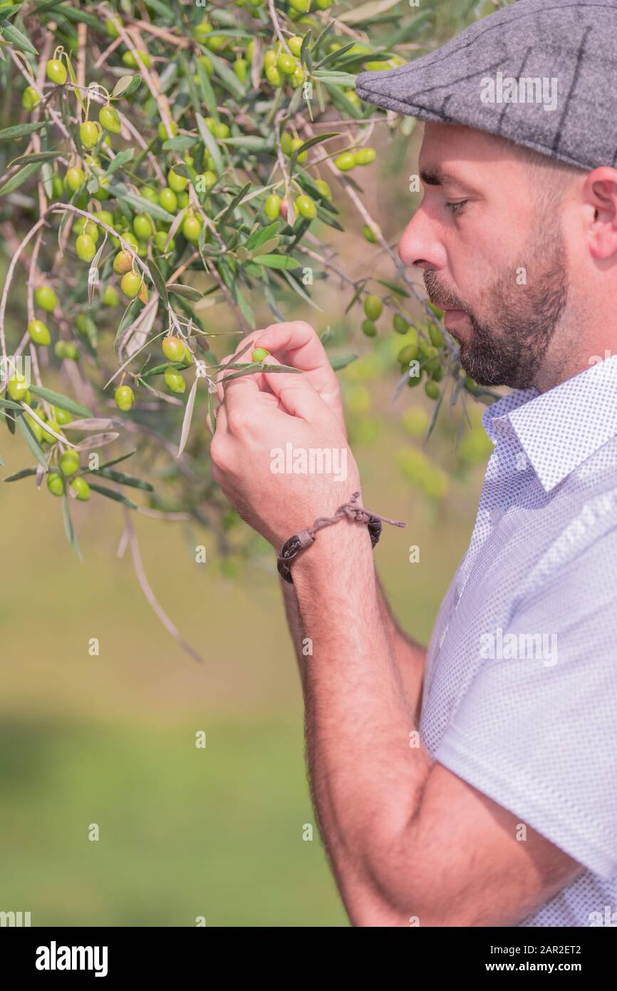 A focused looking man with a beard checks an olive tree branch on an ...