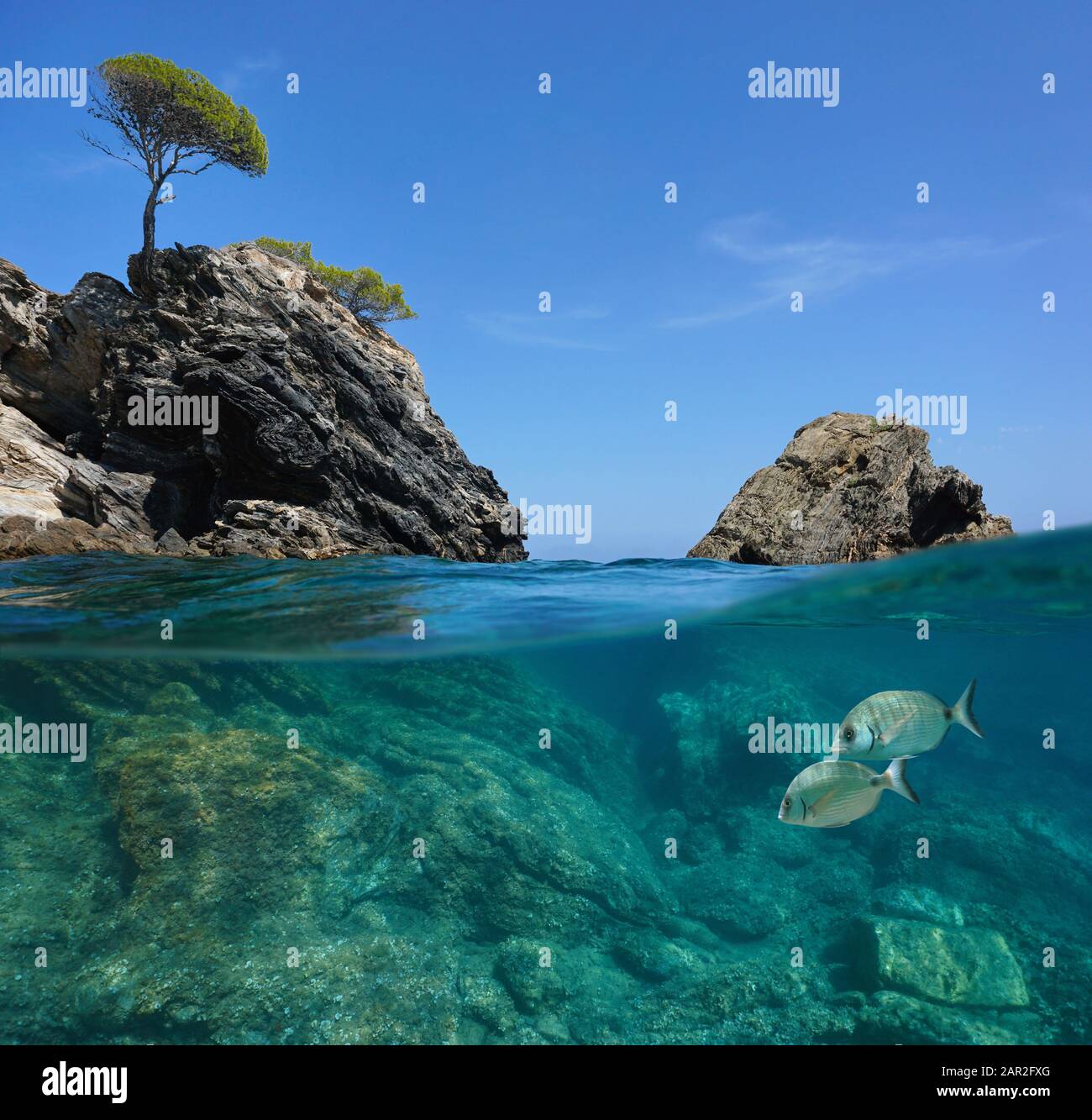 Rostella hi-res stock photography and images - Alamy