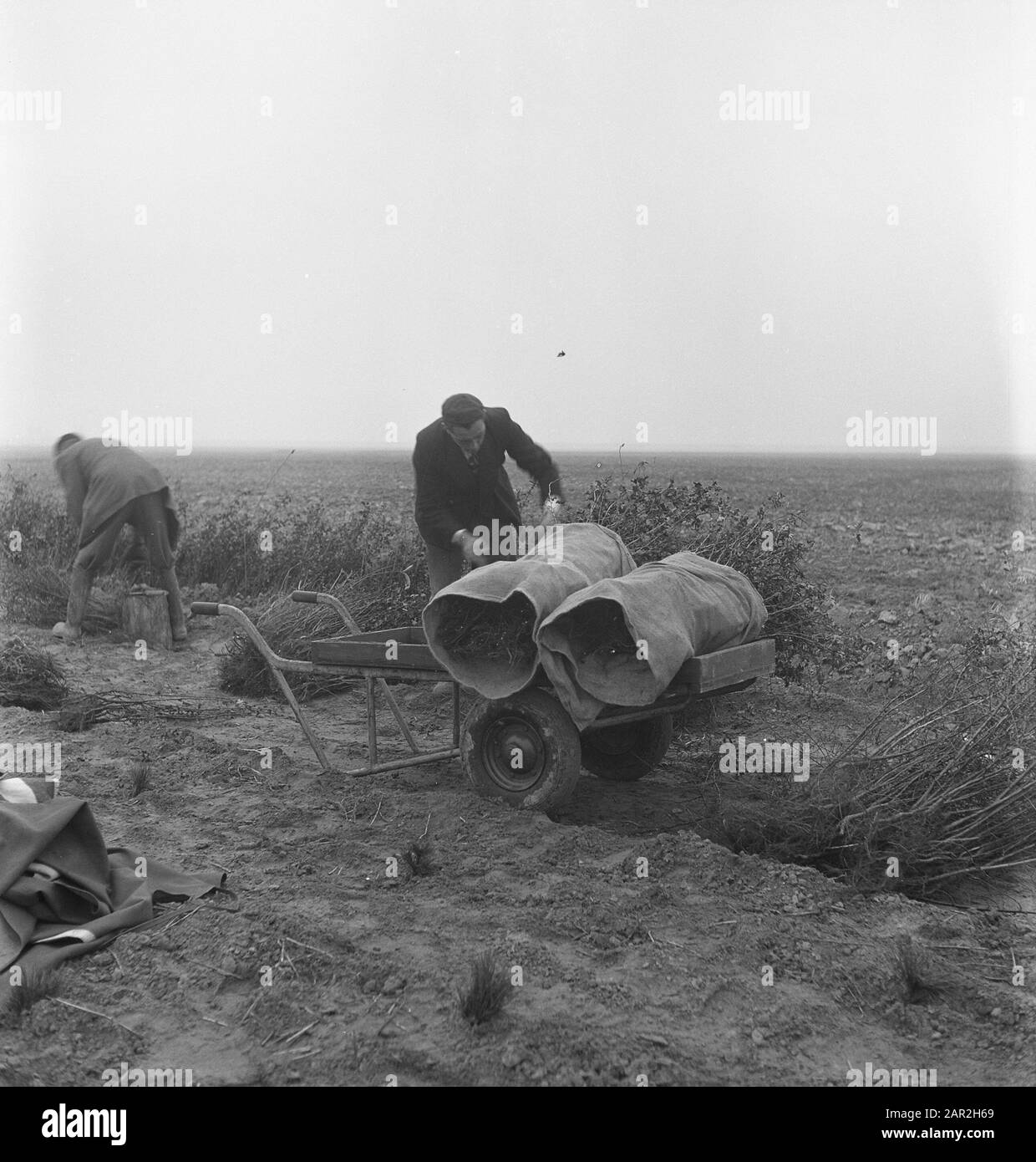 men, work, wheelbarrows, shrubs Date: undated Keywords: wheelbarrows, men, shrubs, work Stock ...