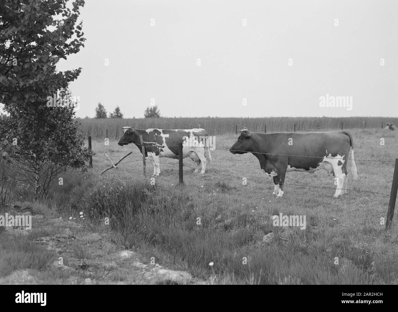 mining, livestock in the meadow, general images, peat stitch reportage ...