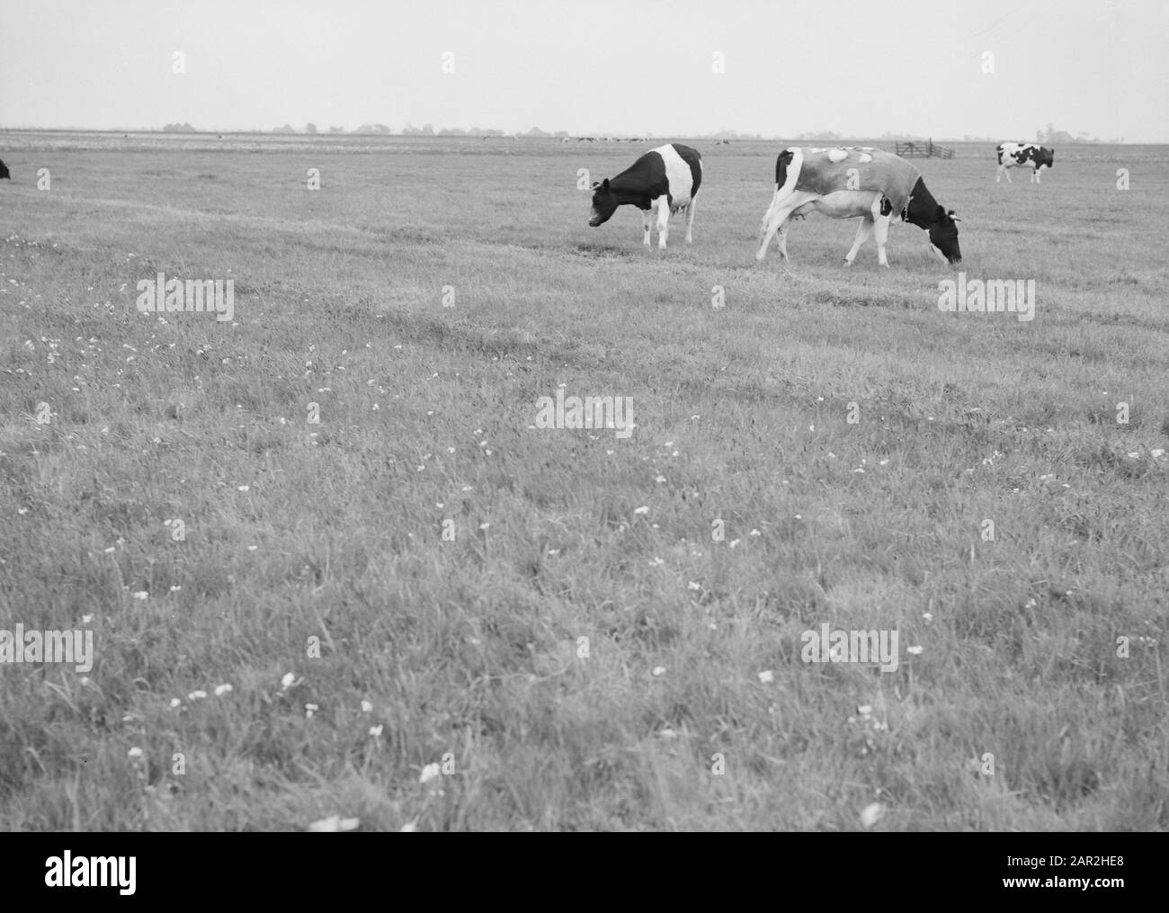 mining, livestock in the meadow, general images, peat stitch reportage ...