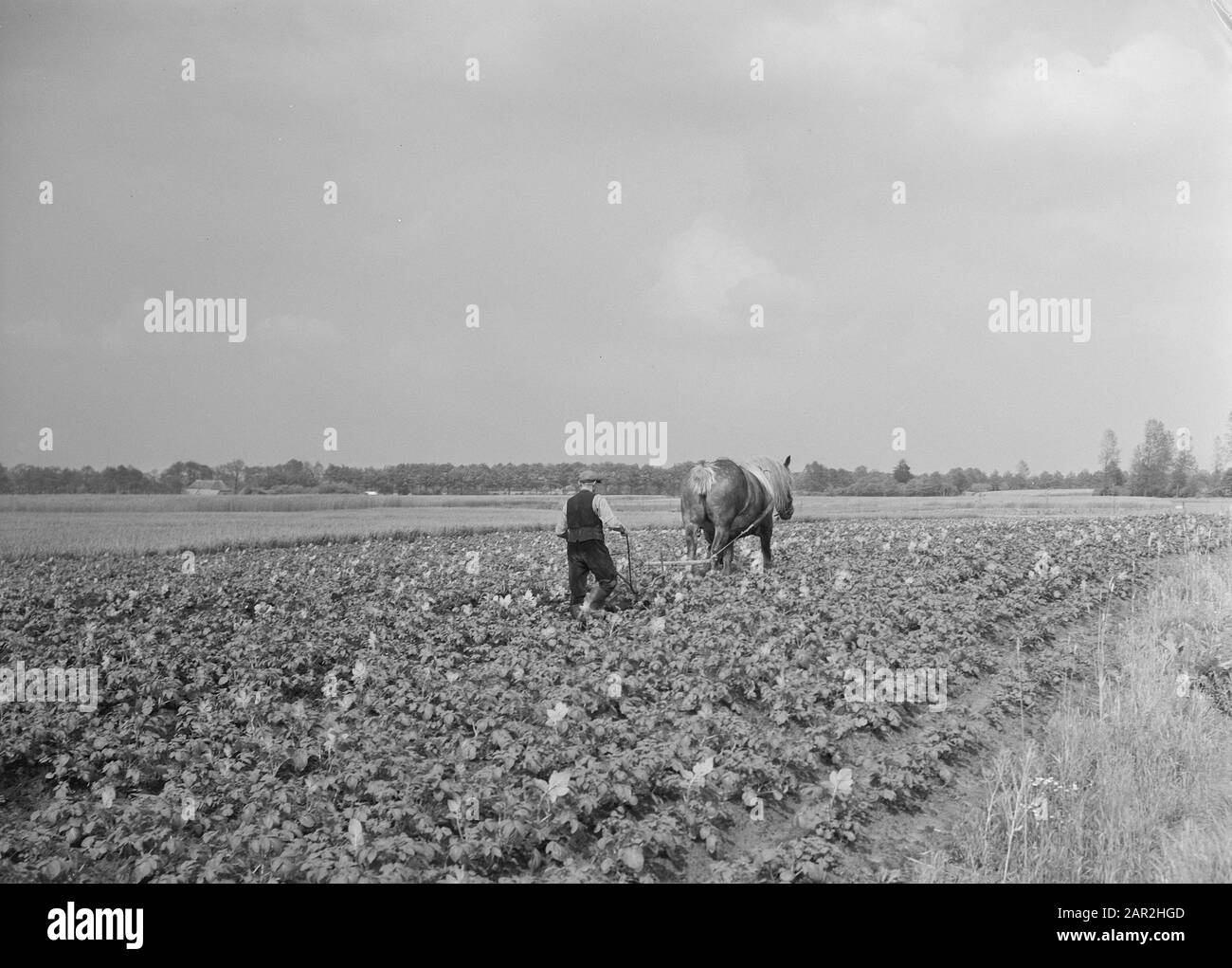 extraction, sowing and harvesting crops, workers, horses, shellings ...