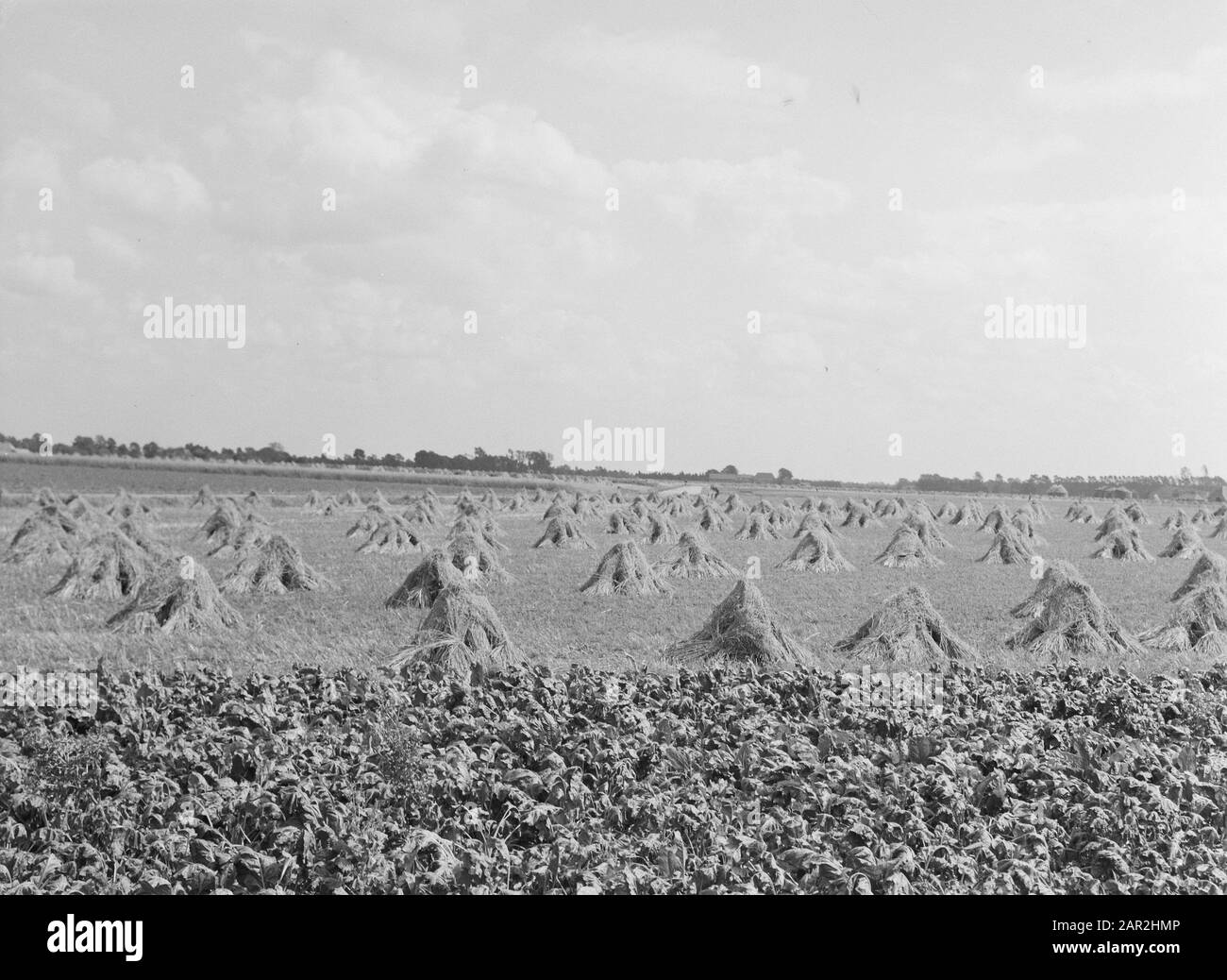 extraction, sowing and harvesting crops, hay, Loil Date: August 1957 ...