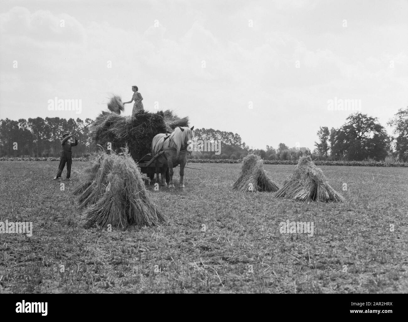 extraction, sowing and harvesting crops, hay, workers Date: August 1957 ...