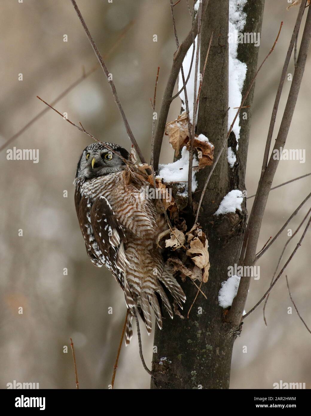 Northern Hawk Owl Stock Photo - Alamy