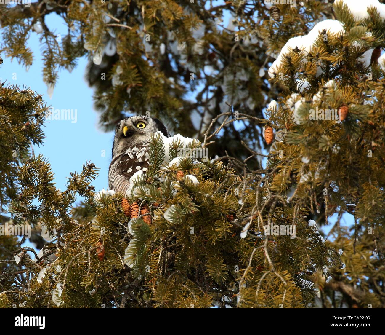 Northern Hawk Owl Stock Photo - Alamy