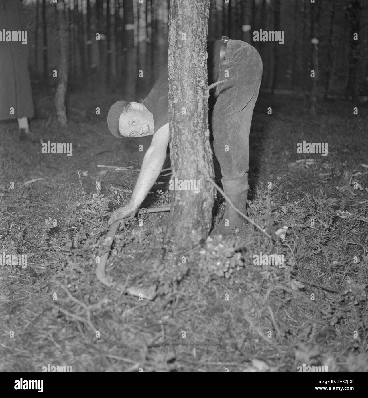 A forestry worker working on the sheets of a den Date: undated Keywords ...