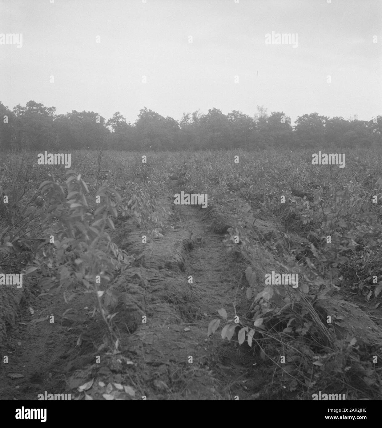 Planting shrubs shrub Black and White Stock Photos & Images - Alamy
